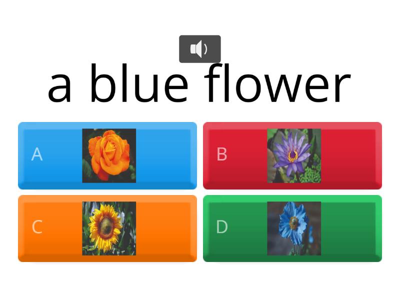 Colourful Flowers--Do you know your colors? - Quiz