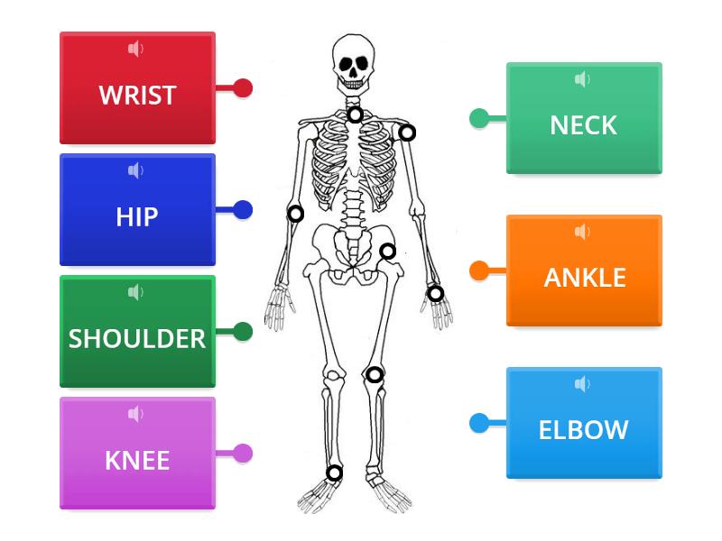 JOINTS - Labelled diagram
