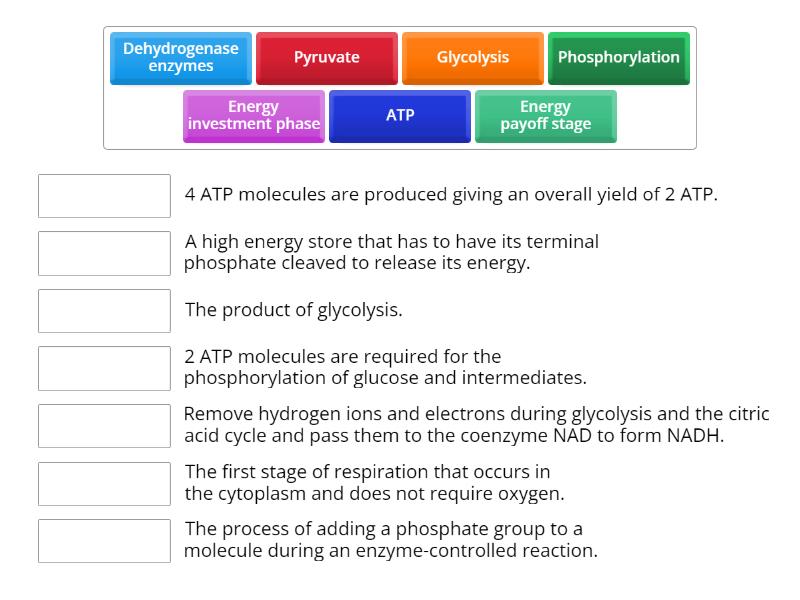 7b Glycolysis Activity - Match up