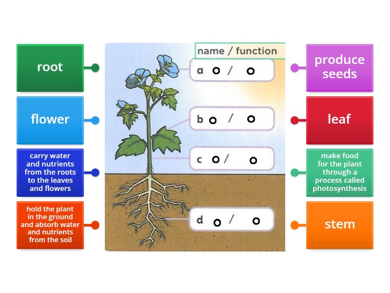 Parts of a plant - Labelled diagram