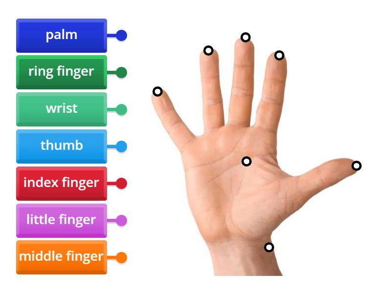 Human hand - Labelled diagram