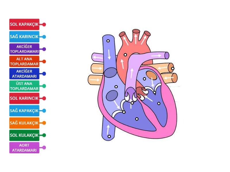 KALBİN YAPISI - Labelled diagram