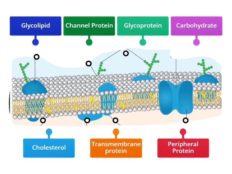 Structure of Cell Membrane: Label Diagram - Imagem com legenda