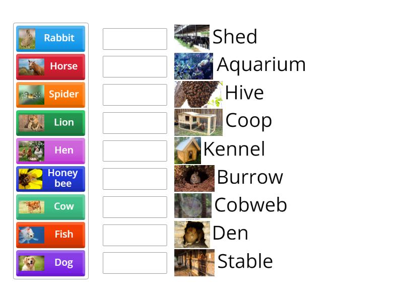 Animals and their homes - Match up