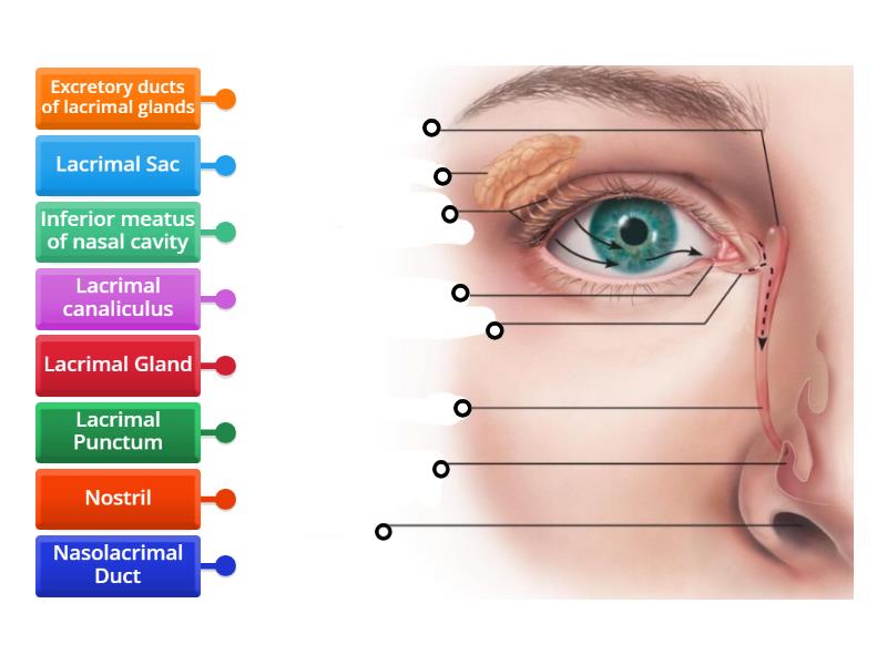 Lab 3a - Labelled diagram