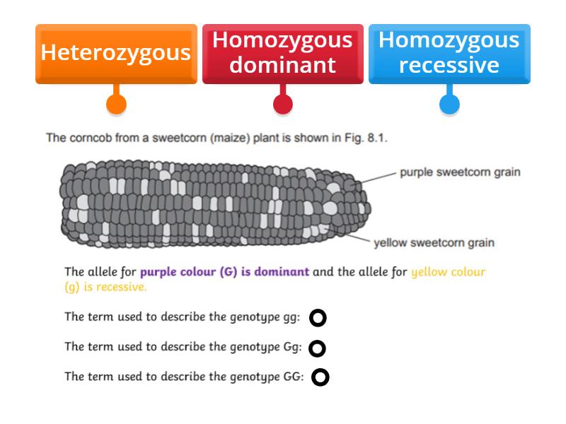 Genetics terminology - Labelled diagram
