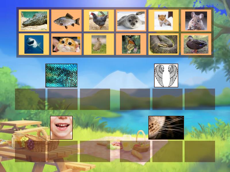 Animals - Group sort