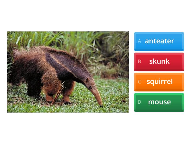 Crocodile Tea - Quiz