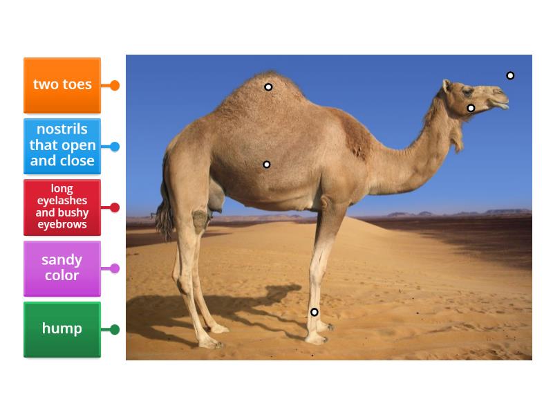 Camel Adaptations - Labelled diagram