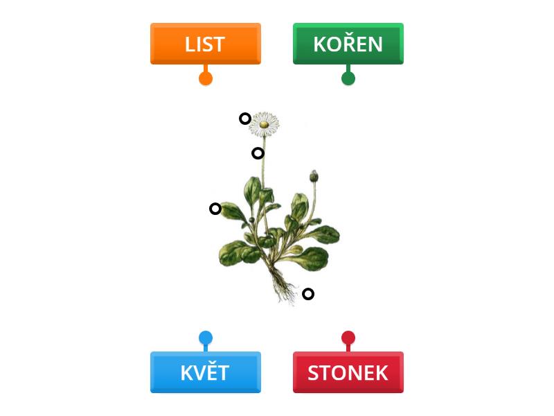 Části kvetoucích rostlin - Labelled diagram