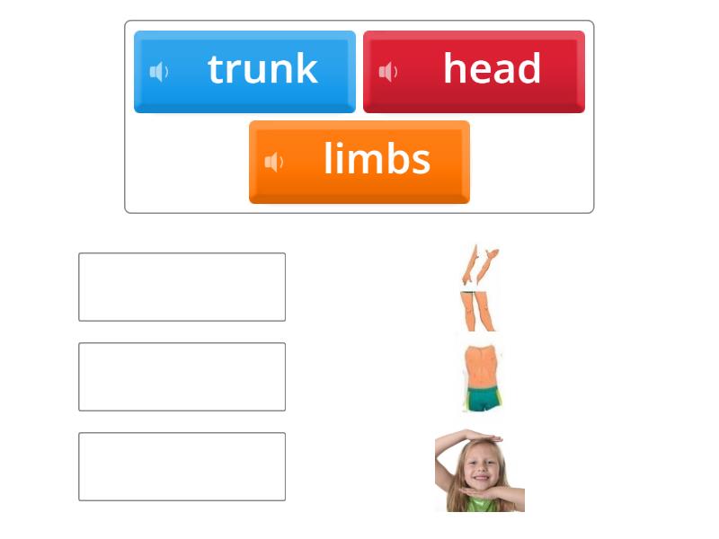 HEAD-TRUNK-LIMBS - Match up