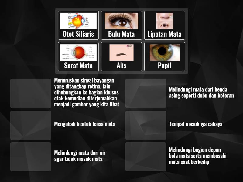 BAGIAN MATA DAN FUNGSINYA (IPAS KELAS V) - Match up