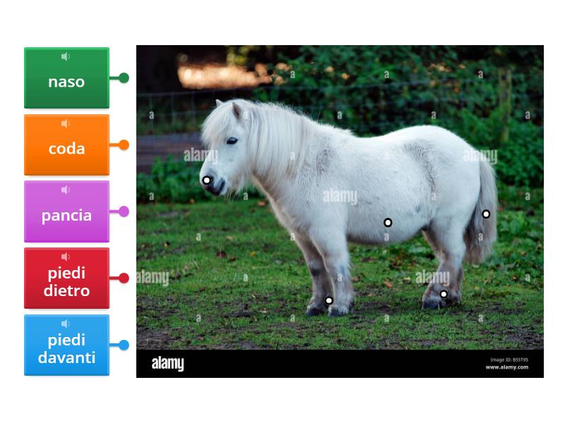 pony - Labelled diagram