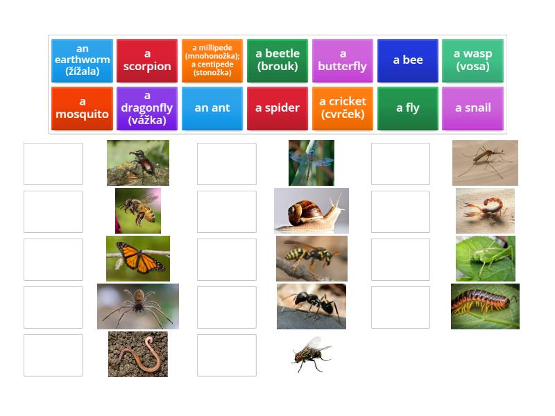 Minibeasts A - Match up