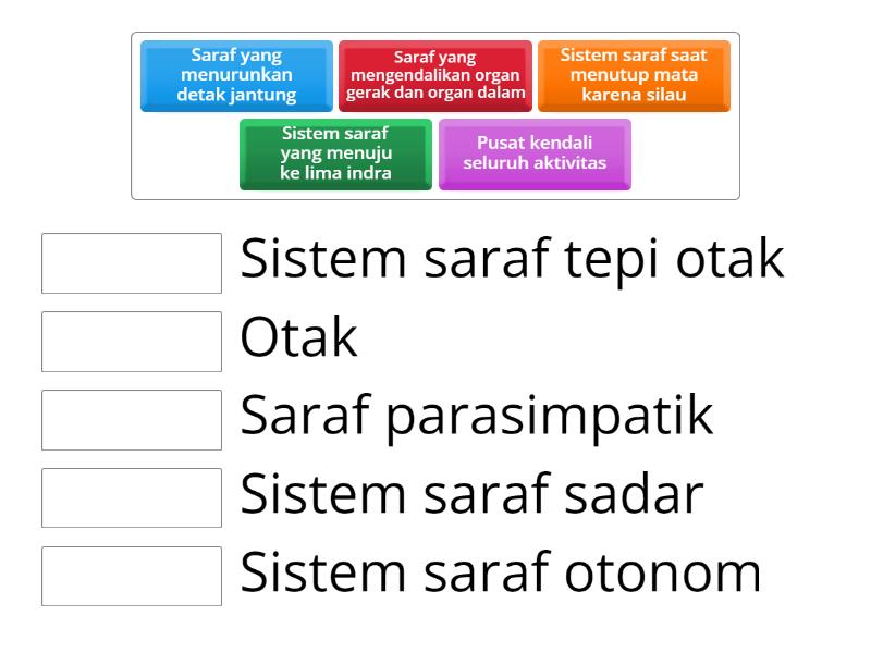 Jenis - jenis saraf dan fungsinya - Match up