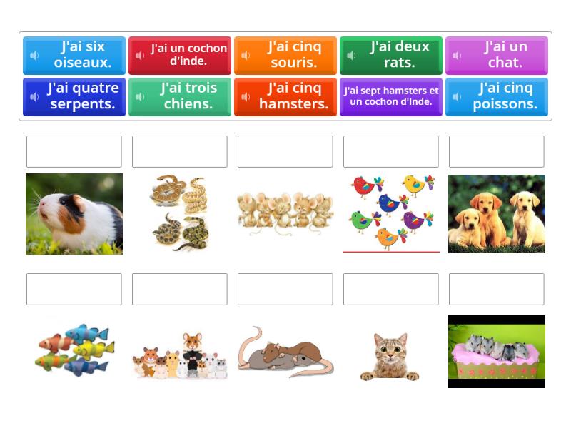 French pets - Match up