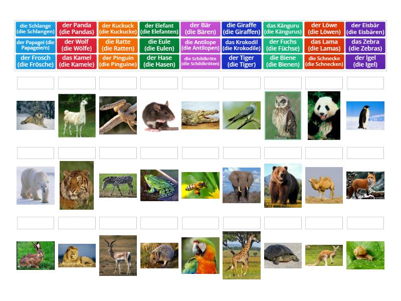 Wildtiere - Match up