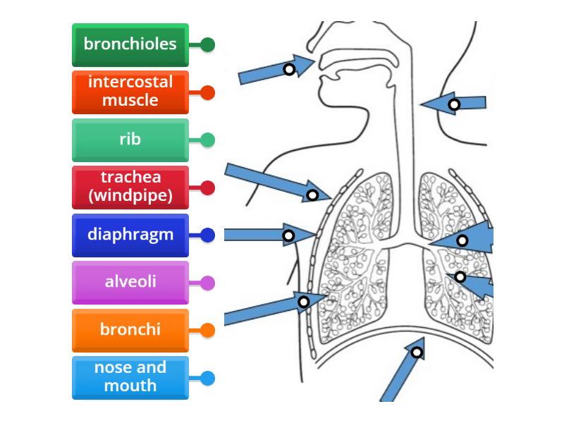 Label the breathing system - Labelled diagram