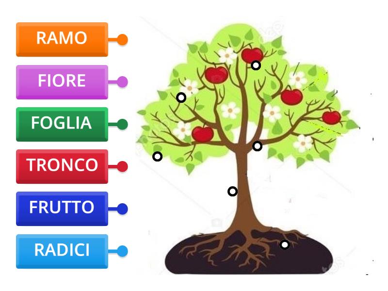 Le parti della pianta - Labelled diagram