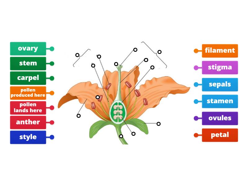 The parts of the flower - P6 - Labelled diagram