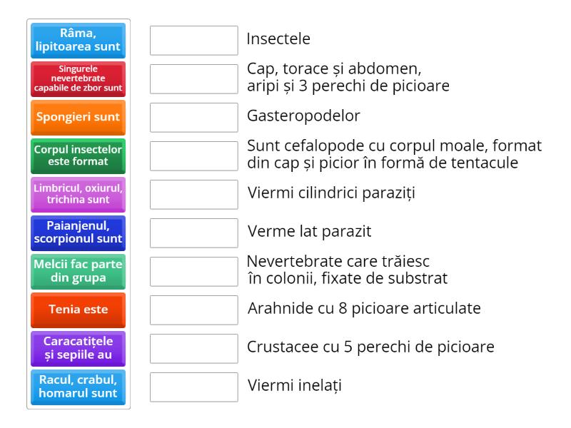 Animale nevertebrate - Match up