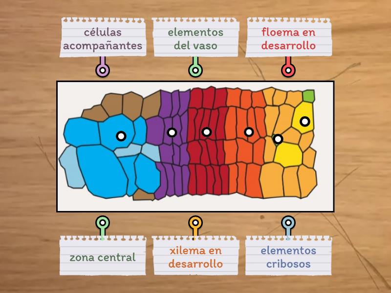 Regiones que integran CAM - Diagrama con etiquetas