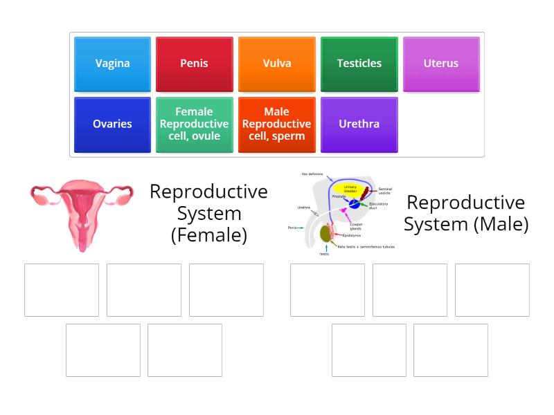 Parts of the Reproductive Systems (female and male) - Group sort