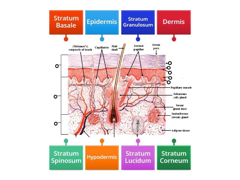 Layers of the Skin - Labelled diagram
