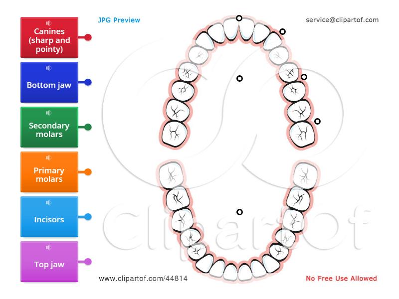 Label teeth - Labelled diagram