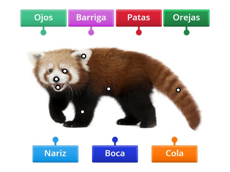 Partes del cuerpo del panda rojo - Diagrama con etiquetas