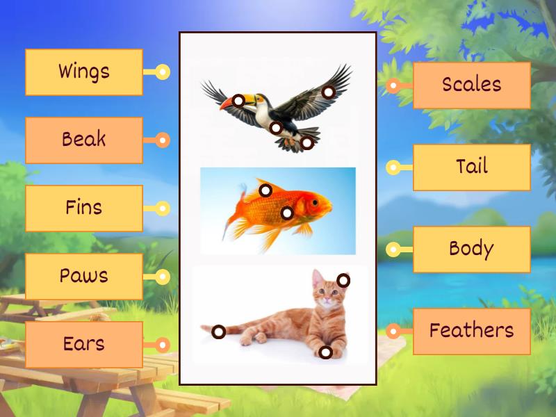 Pets - parts of the body - Labelled diagram