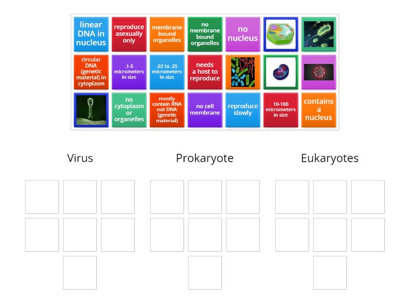 Prokaryote, Eukaryote or Virus Match Up - Group sort