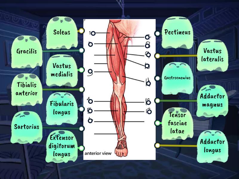Anterior leg - Labelled diagram