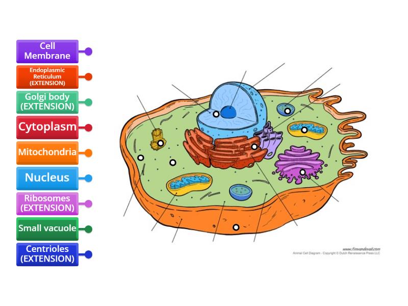 Animal Cell Labels - Labelled diagram