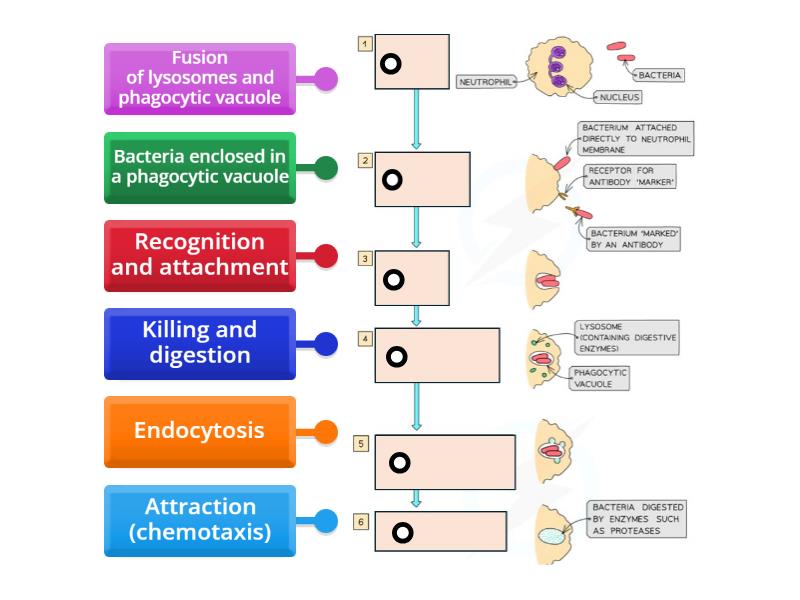 Stages of phagocytosis - A Level Biology - Labelled diagram