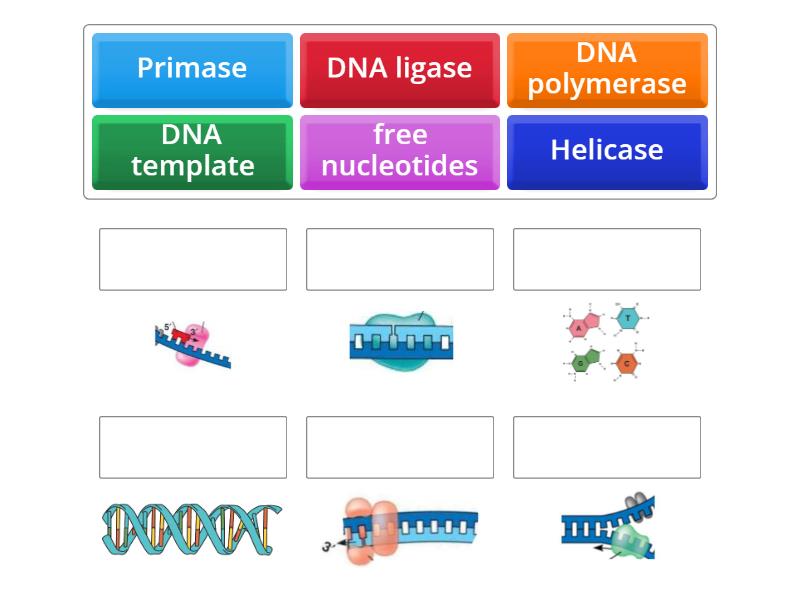 เกม DNA replication - Match up