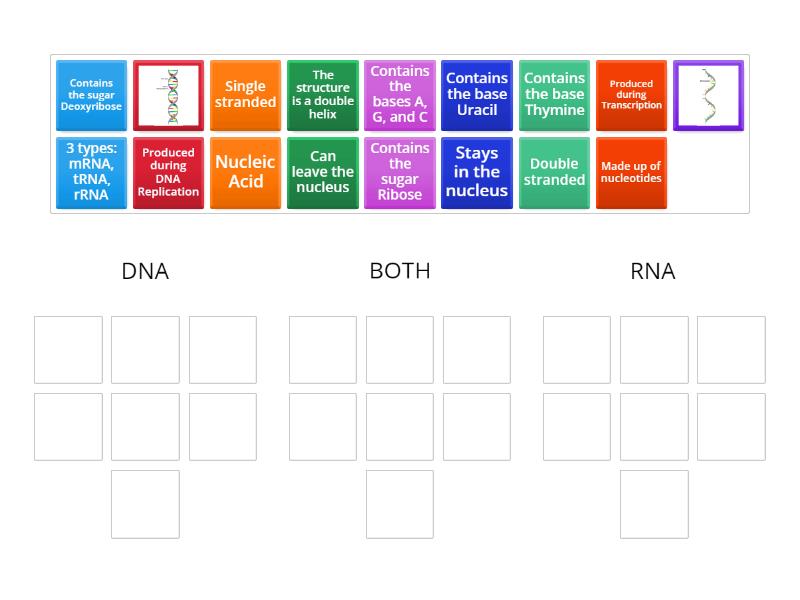 DNA and RNA 1 - Group sort