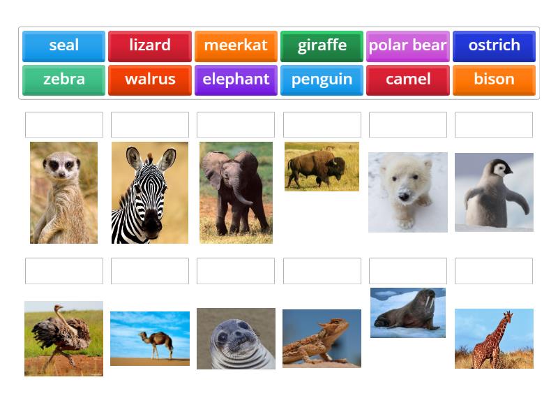 Match the animals with their names - Match up