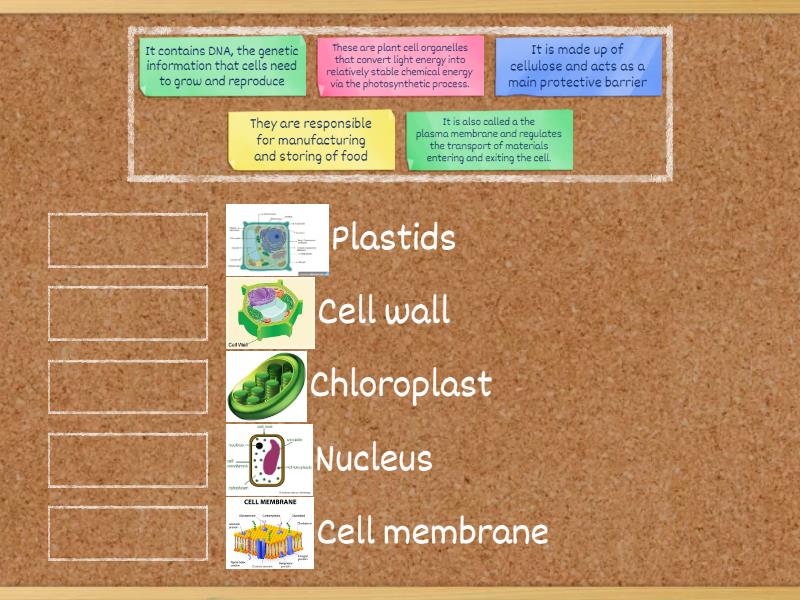 Plant Cell: Structure and Function - Match up