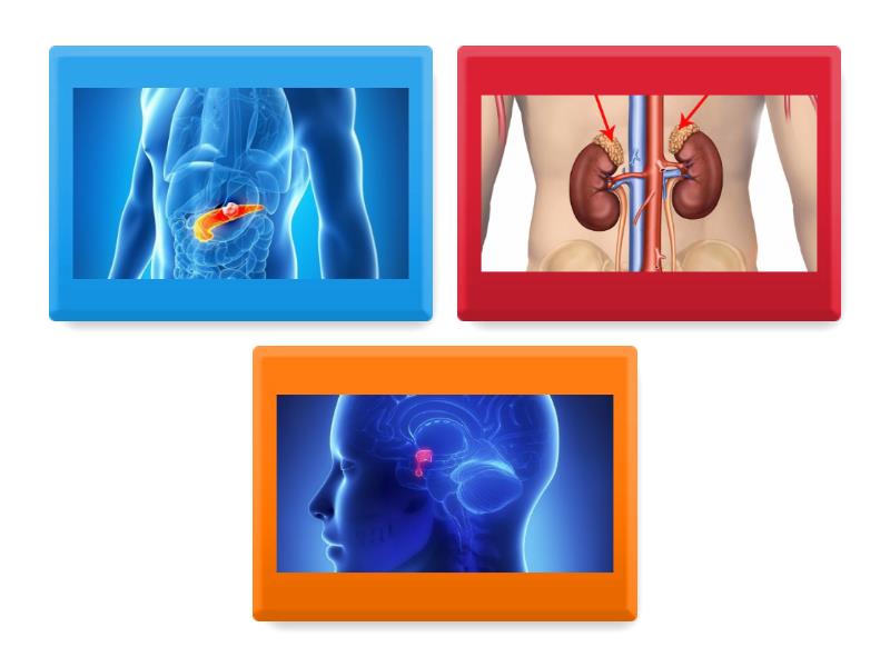 Hormonsystemet - Flip tiles