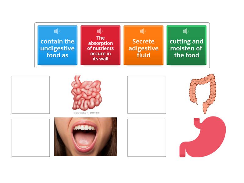 Digestive system - Match up