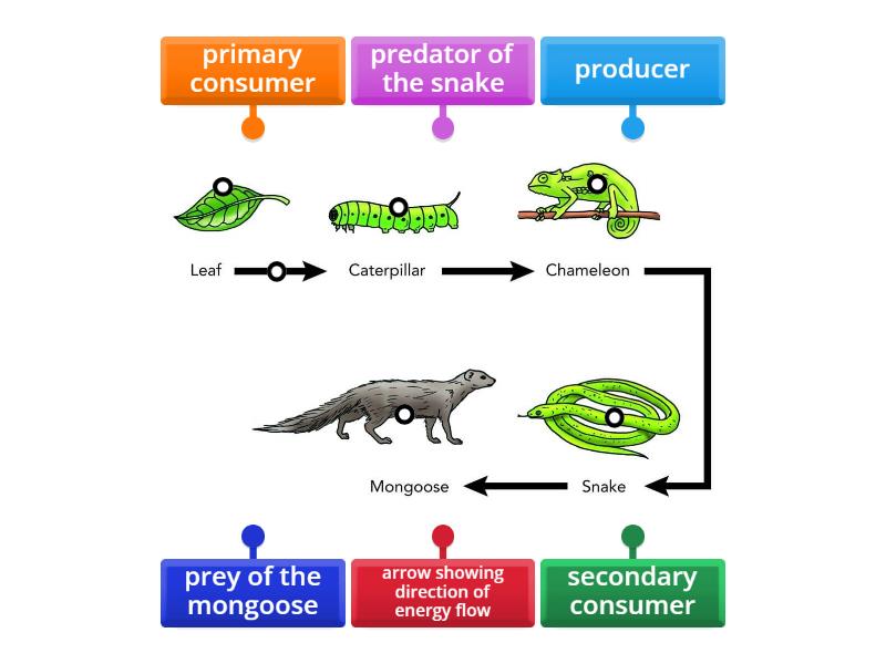 Label the food chain - Labelled diagram