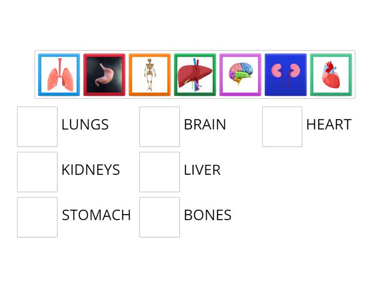 VISUAL ENGLISH 6 - UNIT 7 - BODY ORGANS - Match up