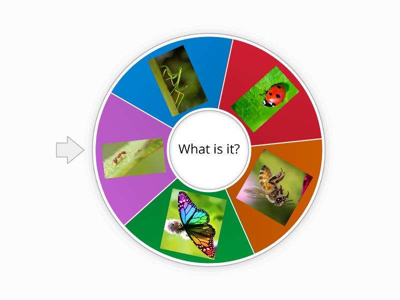My Favorite Insect - Spin the wheel