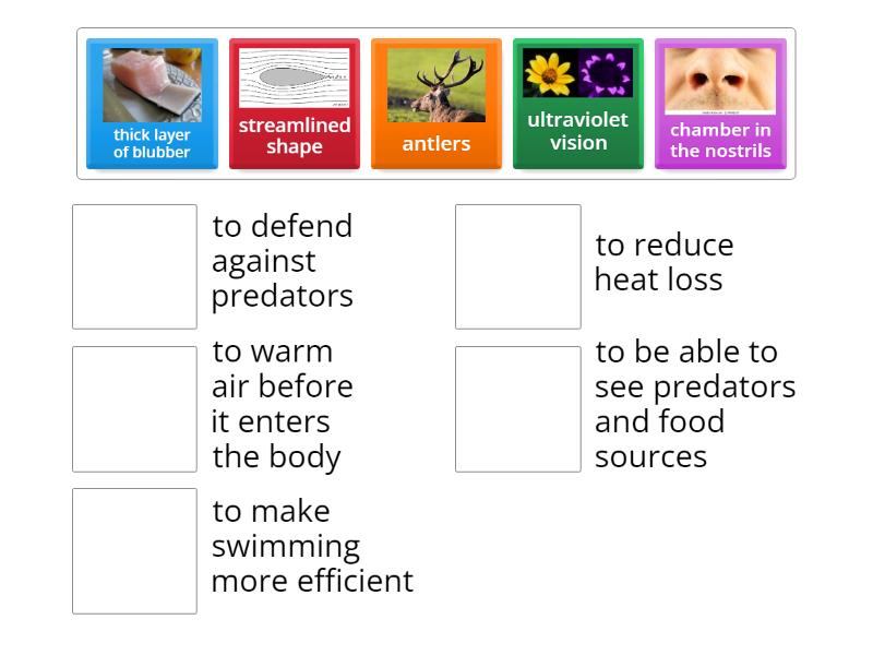 Animal adaptations - Match up