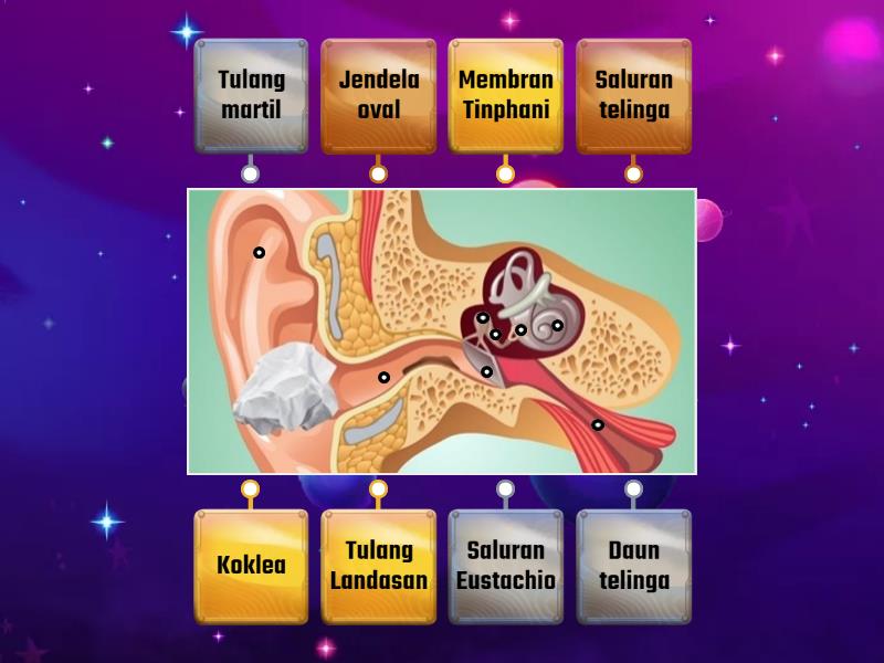 Struktur telinga - Labelled diagram