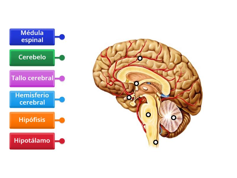 Encefalo - Labelled diagram