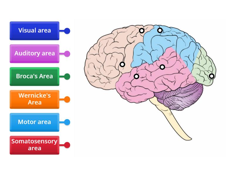 The Brain - Localised Functions - Labelled diagram