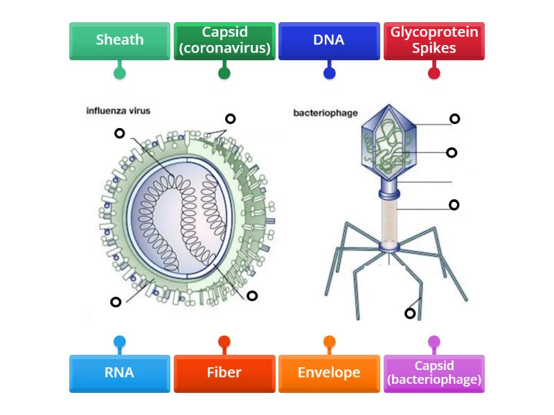 Review: Virus Structure - Labelled diagram