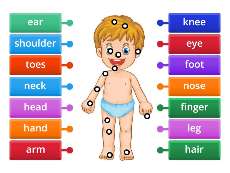 Body - Labelled diagram